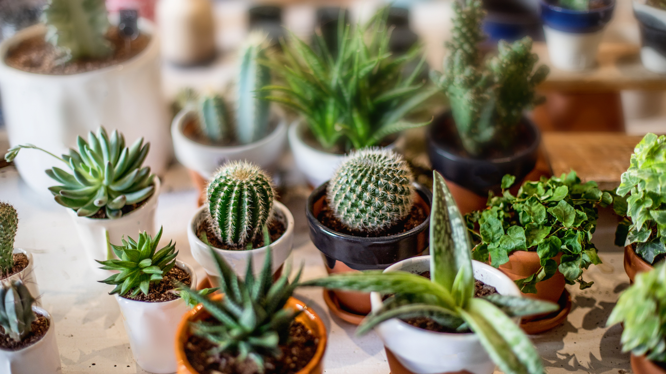 Types of Indoor Cactus Plants for Indian Homes | NainiLeaf – Nainileaf