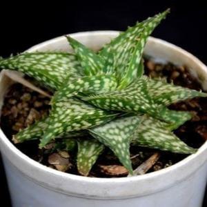 Aloe 'White Fox' Plant – Nainileaf
