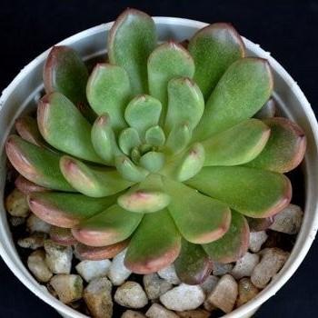 Graptoveria Olivia Plant – Nainileaf