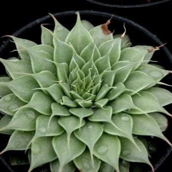 Graptoveria Silver Star Plant – Nainileaf