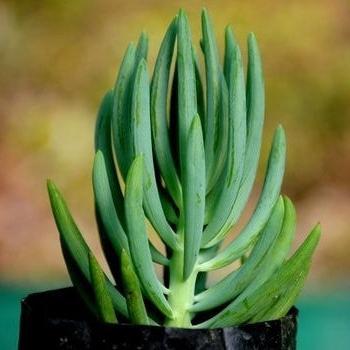 Senecio Serpens (Dwarf Green Chalksticks) Plant – Nainileaf