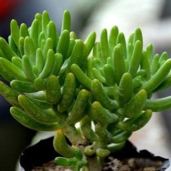 Jelly Bean Tree Plant – Nainileaf