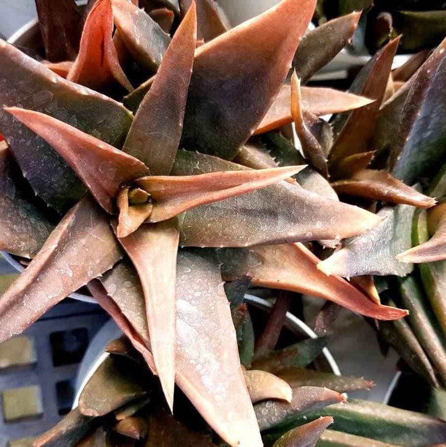 Black Aloe Plant – Nainileaf