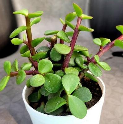 Trailing Elephant Bush Plant – Nainileaf