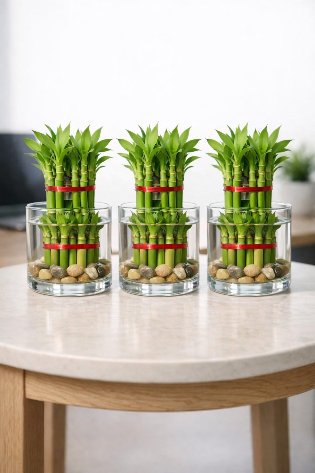 Pack of 4 - Two Layer Lucky Bamboo Plant Bare Rooted - Nainileaf