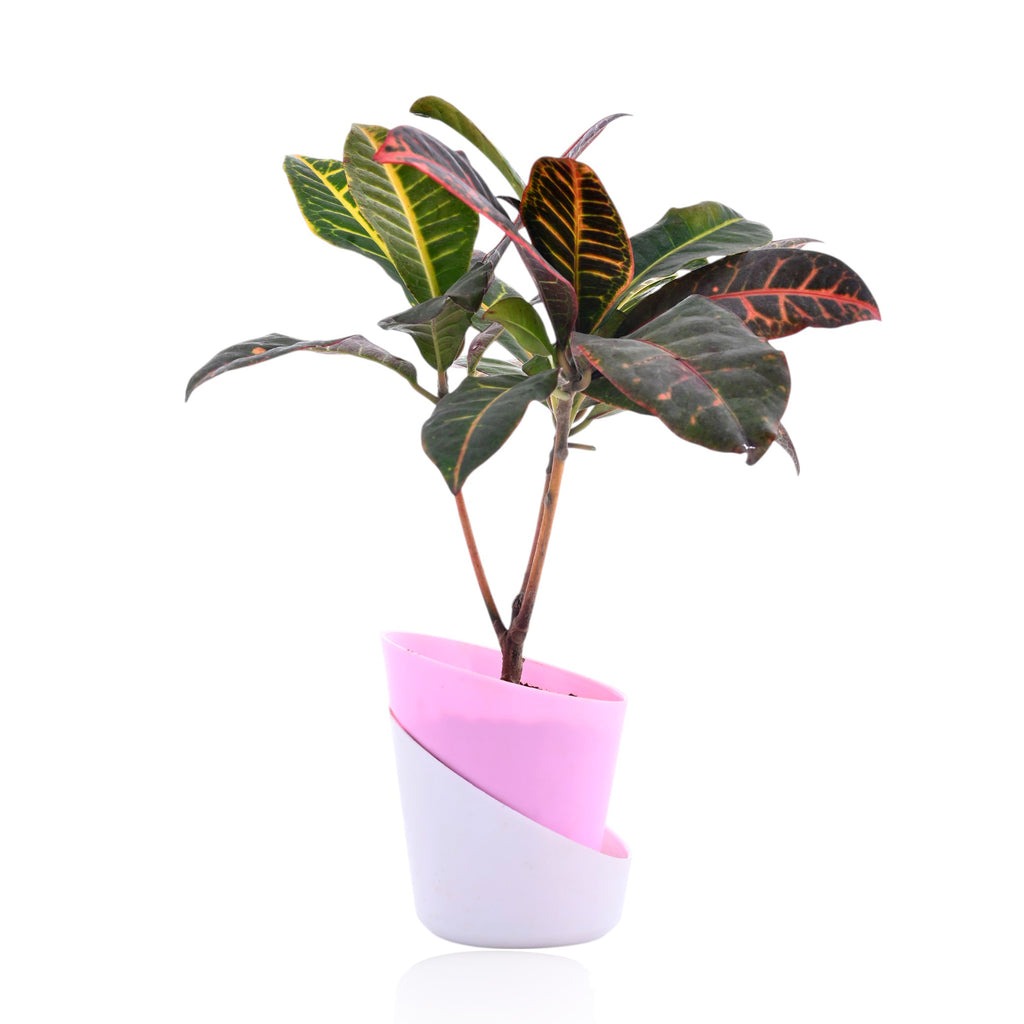 Croton Plant, Codiaeum variegatum Plant With Self Watering Pot – Nainileaf