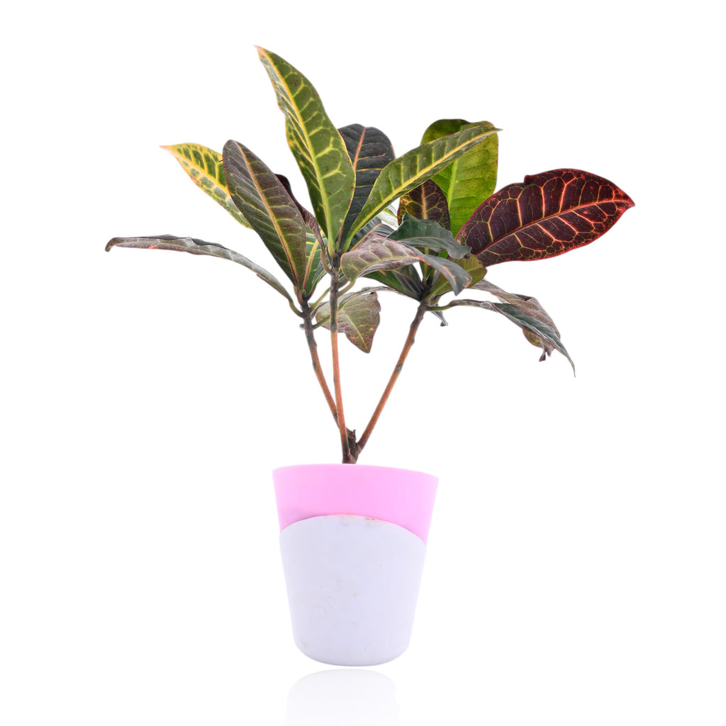 Croton Plant, Codiaeum variegatum Plant With Self Watering Pot – Nainileaf