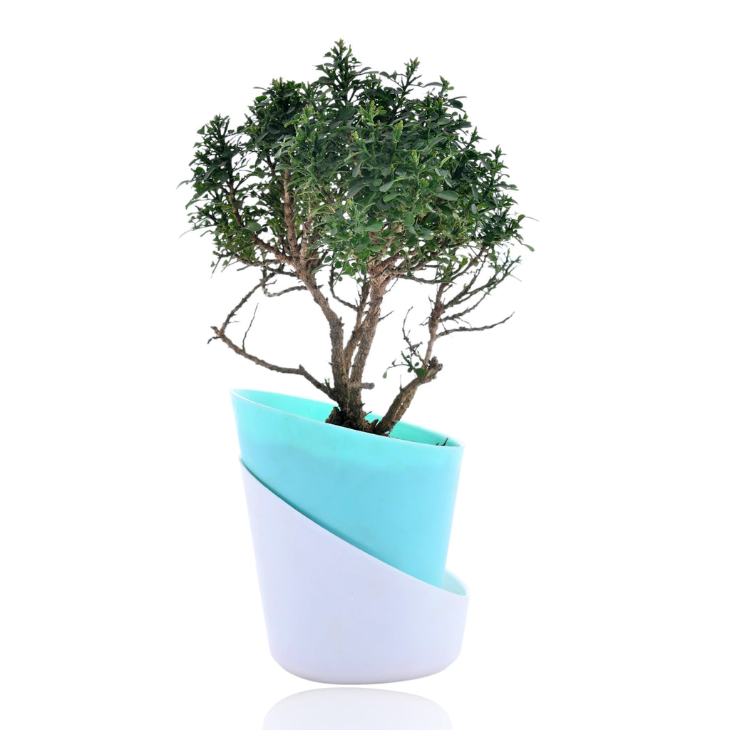 Kamini (Murraya Paniculata) Plant With Self Watering Pot – Nainileaf