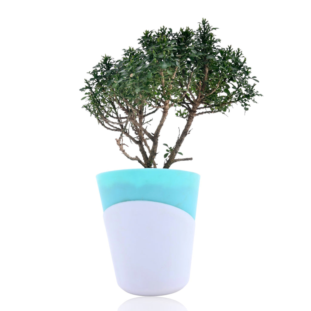 Kamini (Murraya Paniculata) Plant With Self Watering Pot – Nainileaf