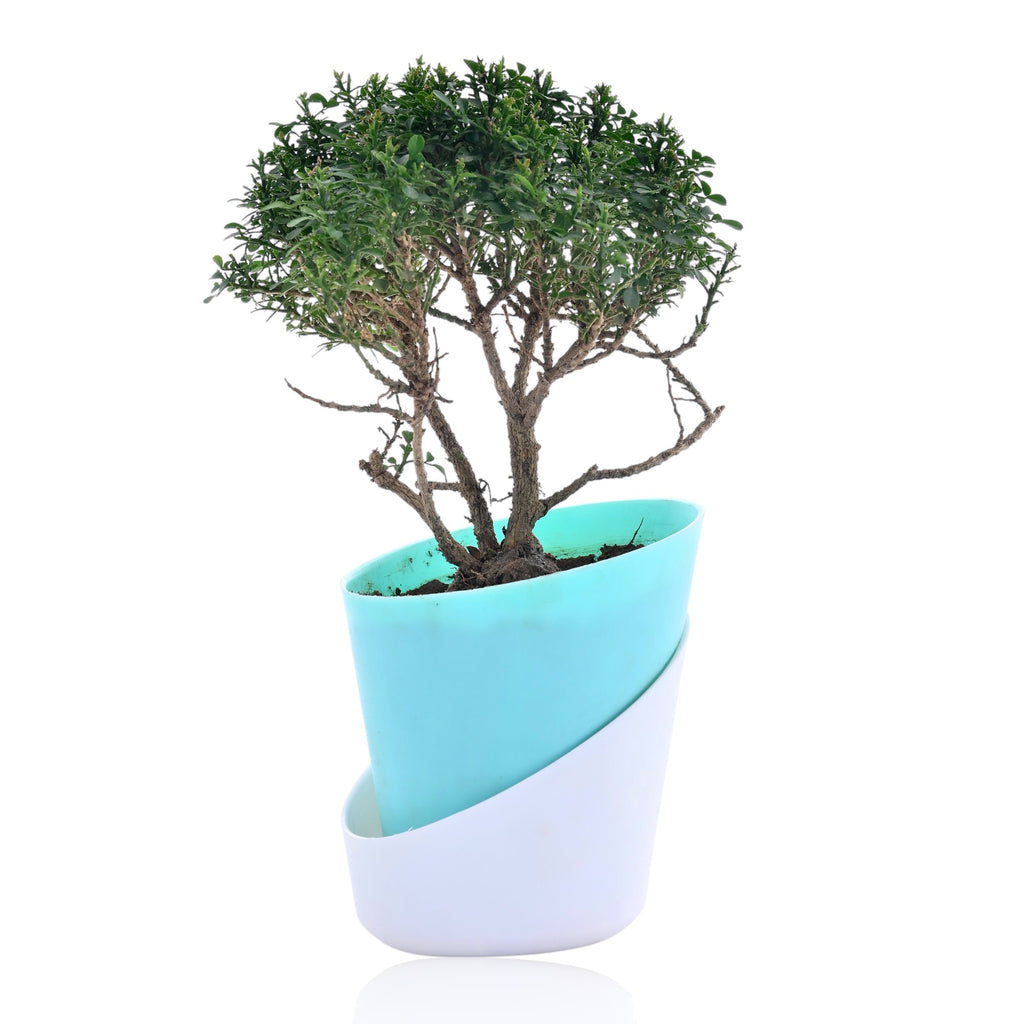 Kamini (Murraya Paniculata) Plant With Self Watering Pot – Nainileaf