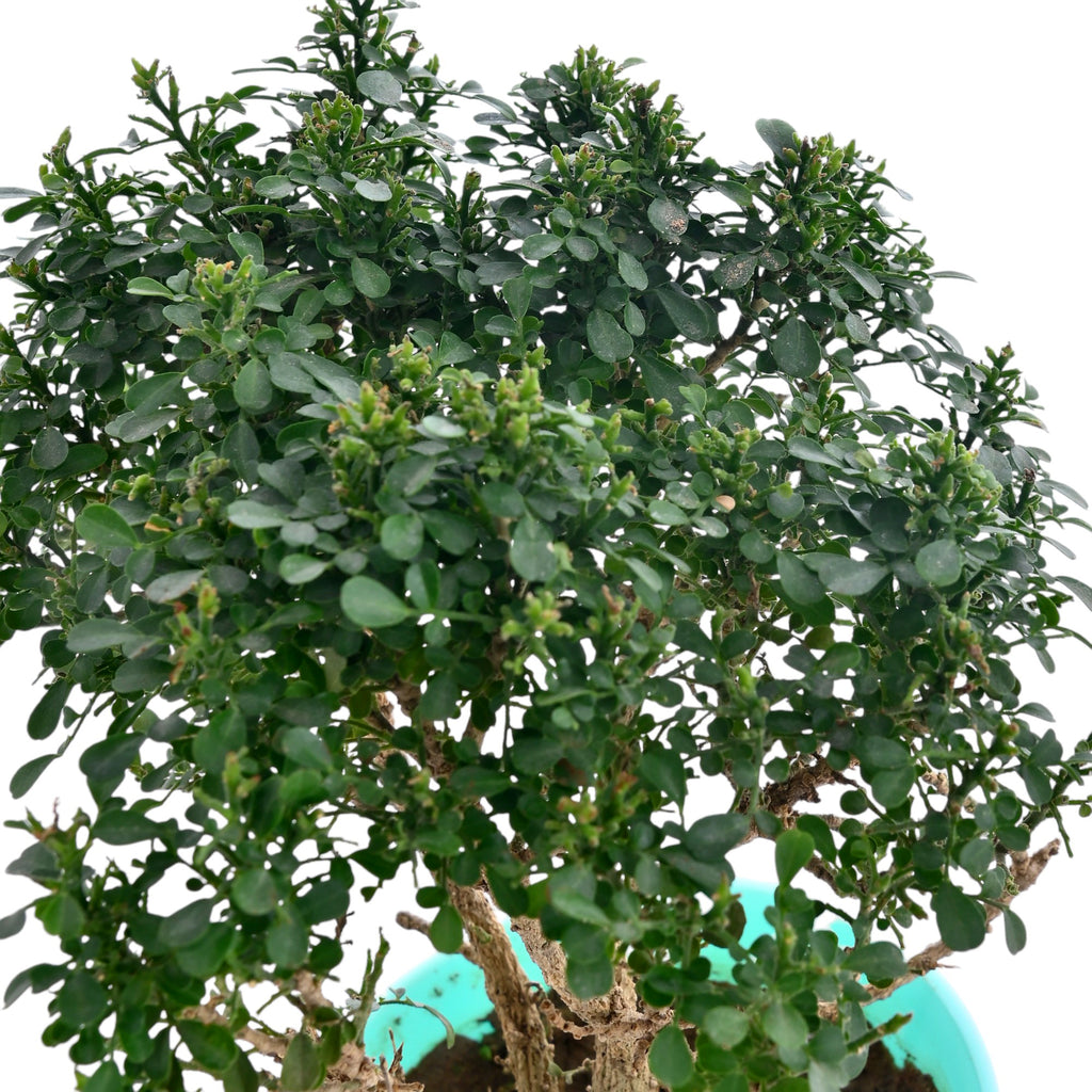 Kamini (Murraya Paniculata) Plant With Self Watering Pot – Nainileaf