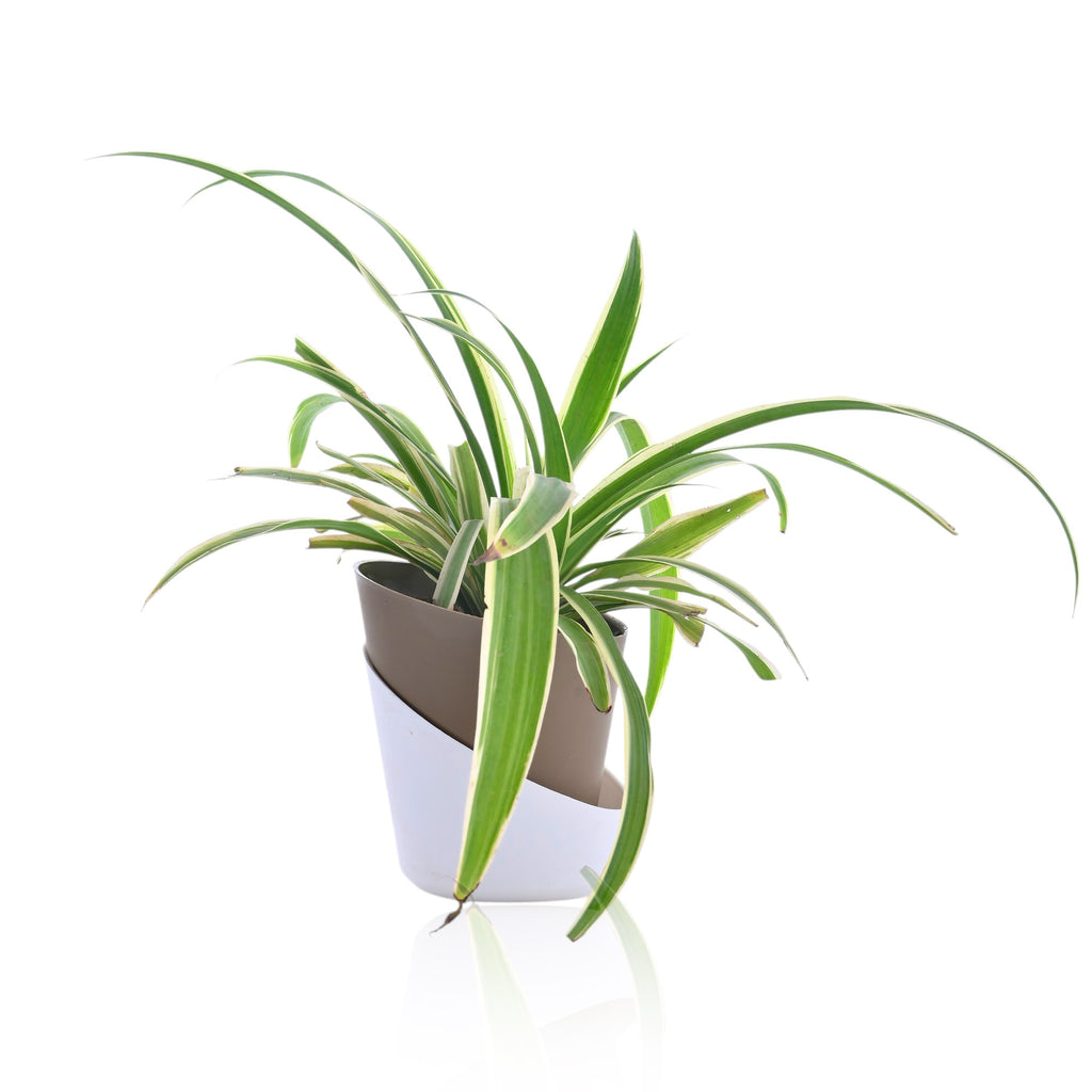 Spider plant With Self Watering Pot – Nainileaf