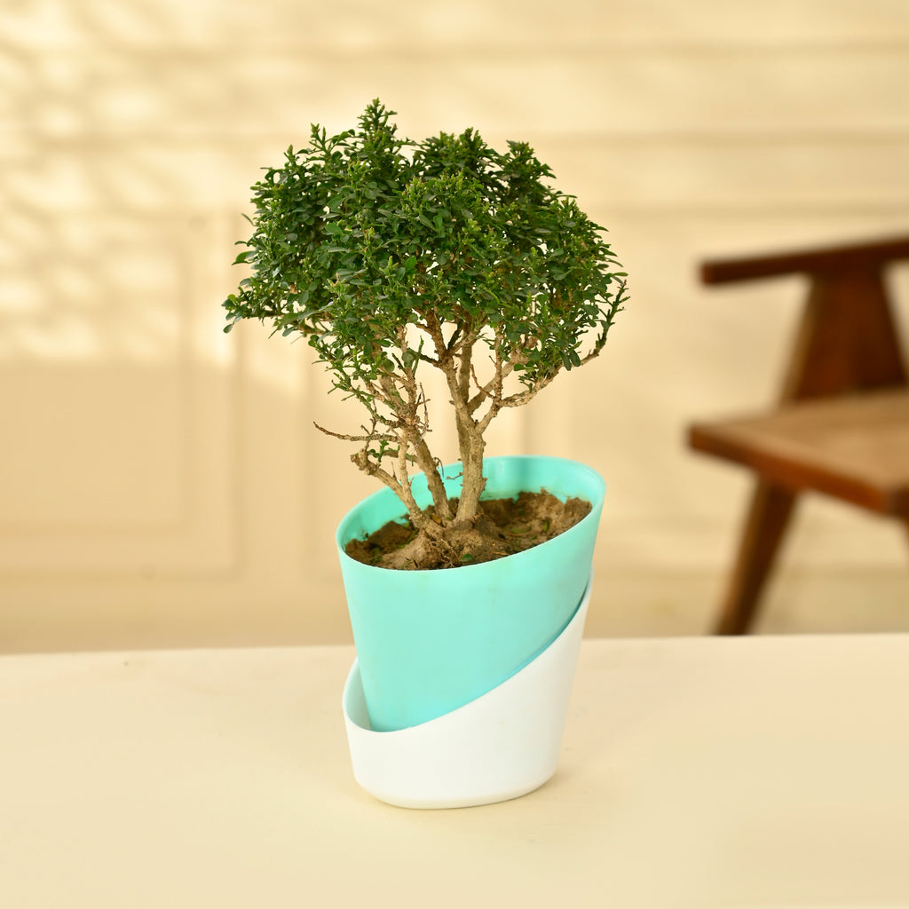 Kamini (Murraya Paniculata) Plant With Self Watering Pot – Nainileaf
