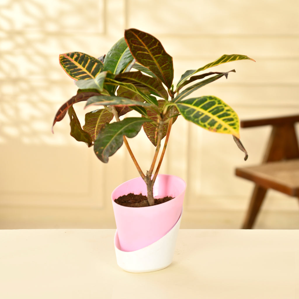 Croton Plant, Codiaeum variegatum Plant With Self Watering Pot – Nainileaf