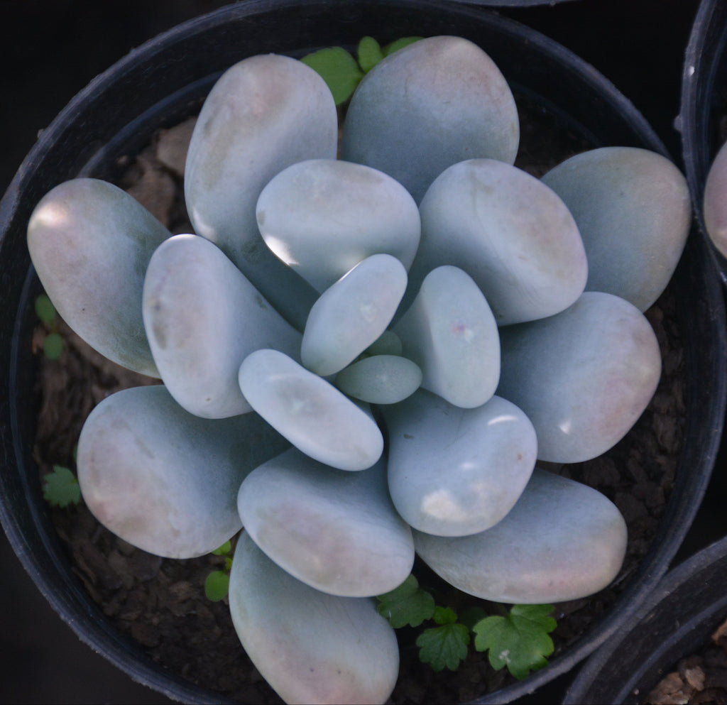 Pachyphytum Oviferum Moonstone Plant – Nainileaf