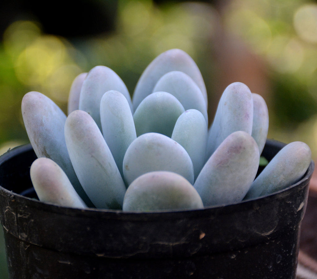 Pachyphytum Oviferum Moonstone Plant – Nainileaf