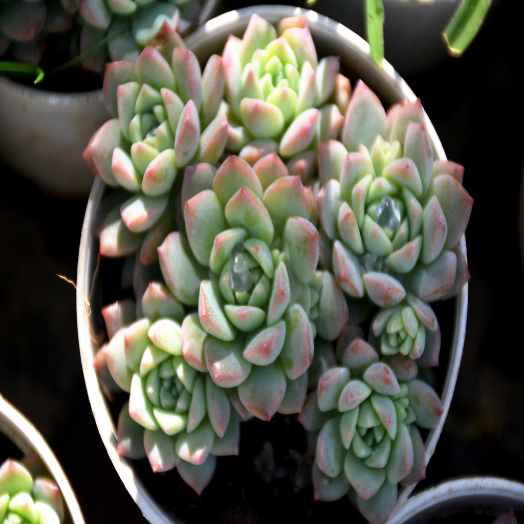 Echeveria Colorata Plant – Nainileaf