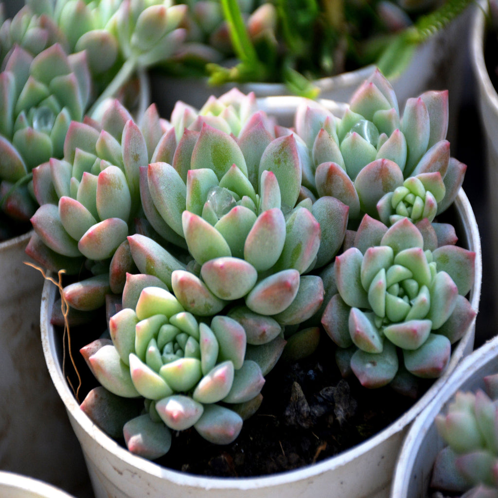 Echeveria Colorata Plant – Nainileaf